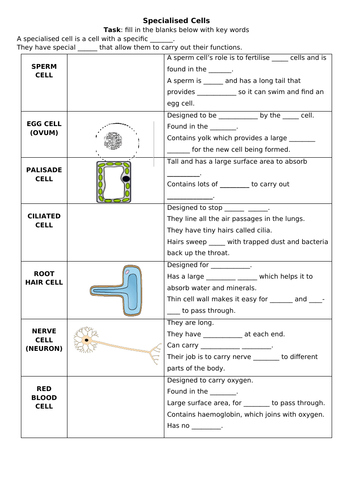 Specialised cell worksheet, keyword prompts biology | Teaching Resources