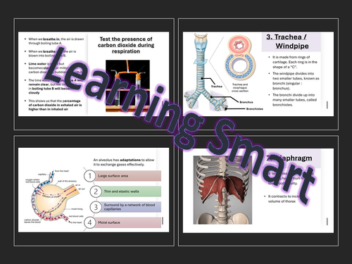 KS3_Secondary 1 checkpoint_worksheet and revision (with answer script ...