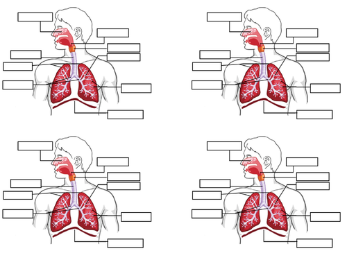 KS3 Science - 3.9.3 Breathing & Respiration - Lesson 1 - Structure of ...