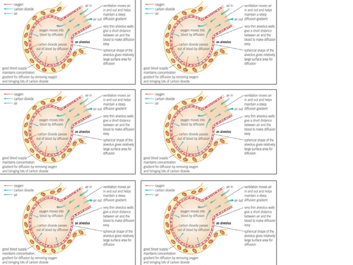 KS3 Science - 3.9.3 Breathing & Respiration - Lesson 3 - Gas exchange ...