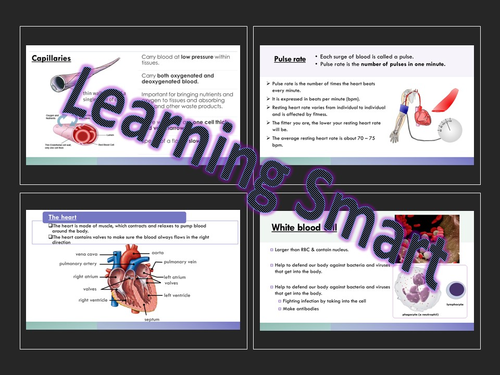 KS3_Secondary 1 checkpoint_worksheet and revision (with answer script ...