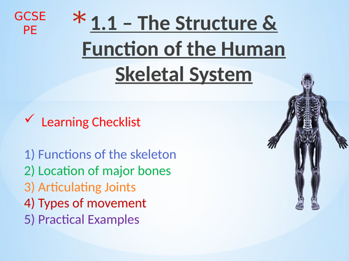Human Skeleton - OCR GCSE PE | Teaching Resources