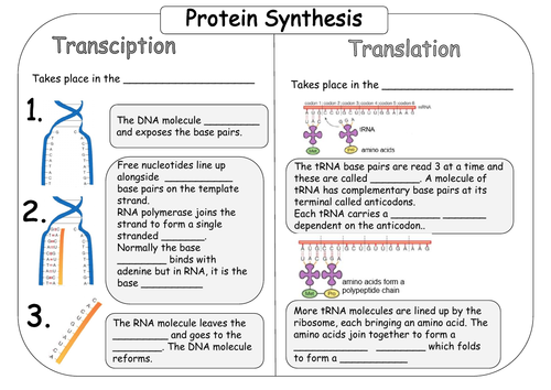 IGCSE Protein Synthesis Summary Cloze Activity | Teaching Resources
