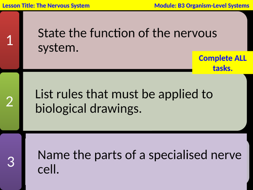 The Nervous System | Teaching Resources