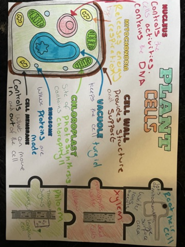 Animal and plant cell doodle/revision notes | Teaching Resources