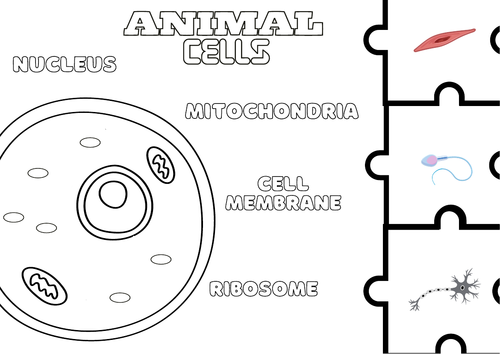 Animal and plant cell doodle/revision notes | Teaching Resources