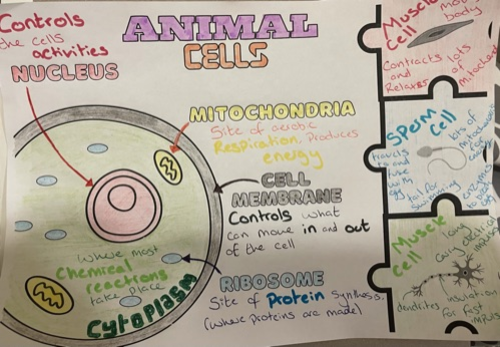Animal and plant cell doodle/revision notes | Teaching Resources