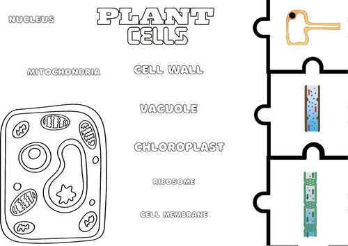 Animal and plant cell doodle/revision notes | Teaching Resources