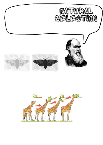 Natural Selection doodle notes | Teaching Resources