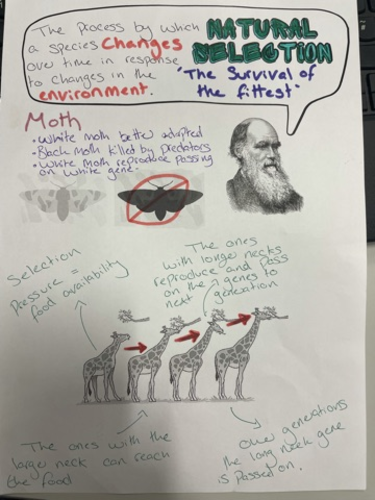 Natural Selection doodle notes | Teaching Resources