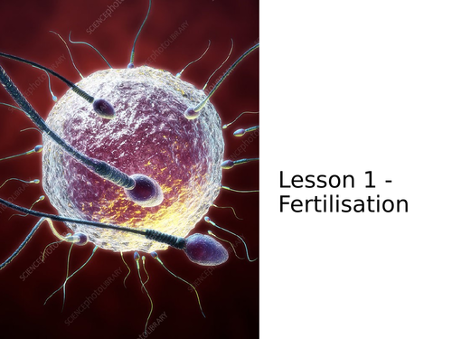 KS3 Science | 3.10.2 Human reproduction - ALL LESSONS | Teaching Resources