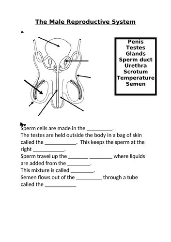 KS3 Science | 3.10.2 Human Reproduction - Lesson 2 - Male adaptations ...