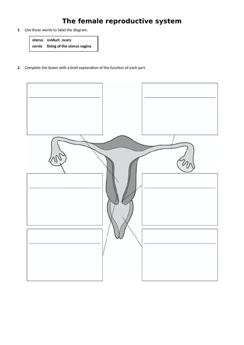 KS3 Science | 3.10.2 Human Reproduction - Lesson 3 - Female adaptations ...