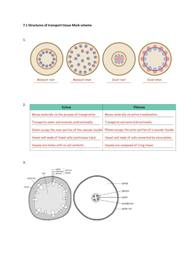 AS Biology-Topic 7-Structures of transport tissues- Worksheet and Mark ...
