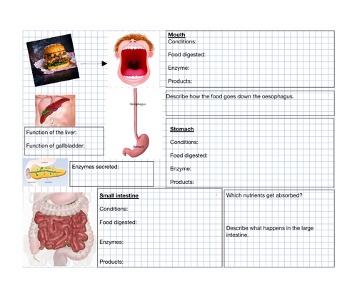 The journey of a cheeseburger | Teaching Resources