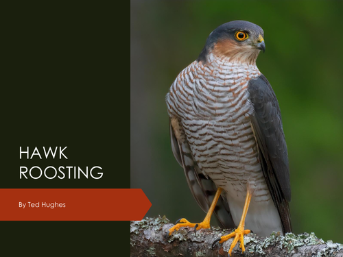 Teaching English: Poetry Unit - Ted Hughes' 'Hawk Roosting' | Teaching ...