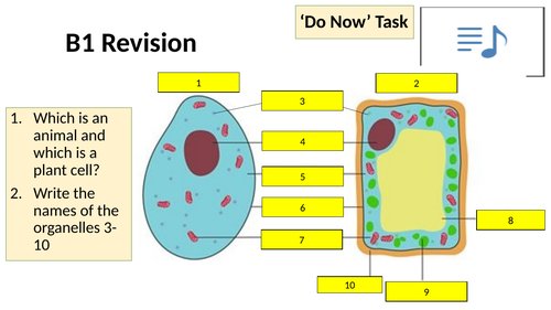 B1 Cells and Organisation Worksheet/Powerpoint | Teaching Resources