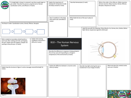 AQA GCSE 9-1B10 The Human Nervous System Revision Mat | Teaching Resources