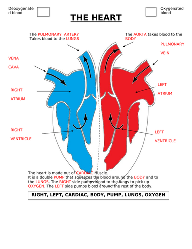 The blood and structure of the heart | Teaching Resources