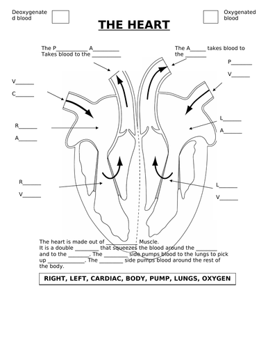 The blood and structure of the heart | Teaching Resources