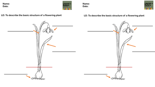Year 1 Plants Lesson | Teaching Resources