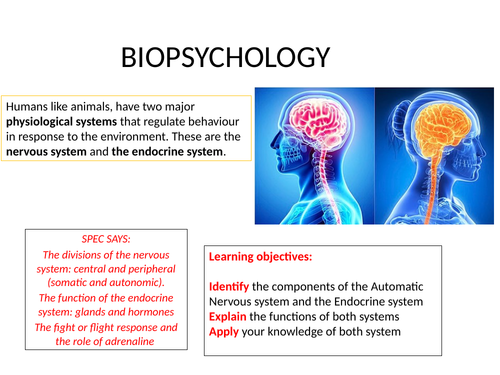 AQA Psychology The nervous & endocrine system | Teaching Resources