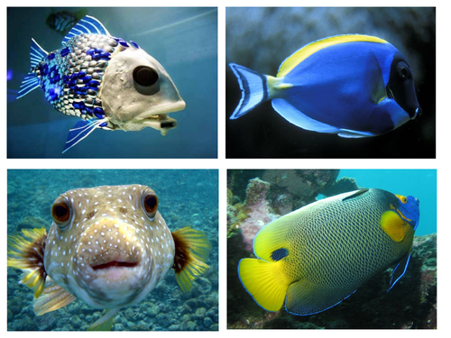 Year 7 Unit of Work Fabulous Fish | Teaching Resources