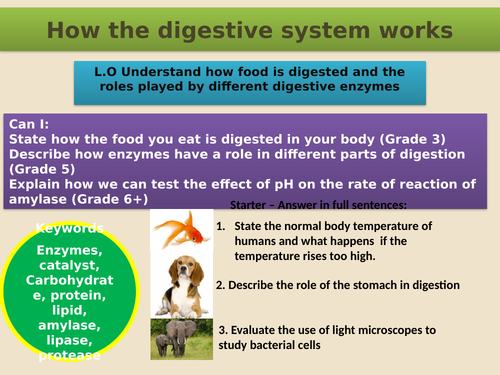 GCSE Science B3 Organisation and the digestive system AQA Powerpoints ...