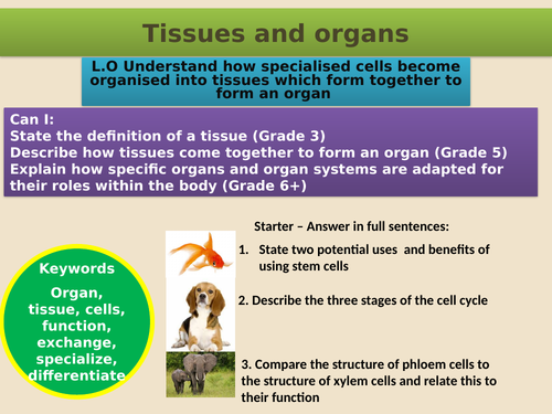 GCSE Science B3 Organisation and the digestive system AQA Powerpoints ...