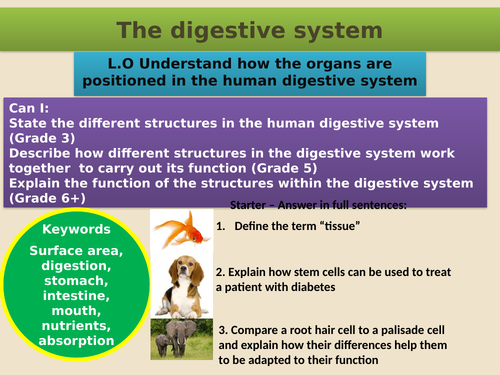 GCSE Science B3 Organisation and the digestive system AQA Powerpoints ...