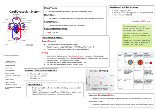 Cambridge Technical Level 3 Sport 2016 Unit 1 Knowledge Organiser | Teaching Resources
