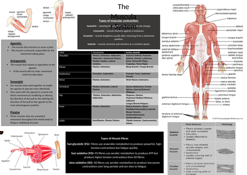 Cambridge Technical Level 3 Sport 2016 Unit 1 Knowledge Organiser ...