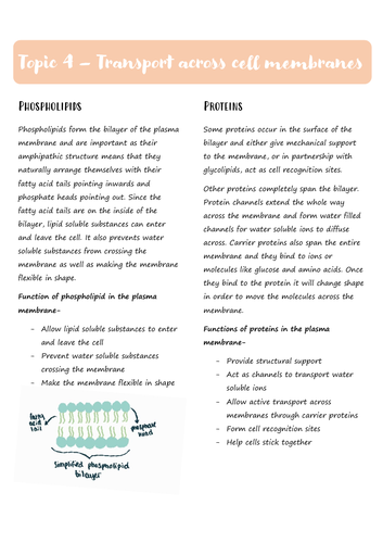 AQA A* Revision Notes on Topic 2 Transport Across Membranes | Teaching ...