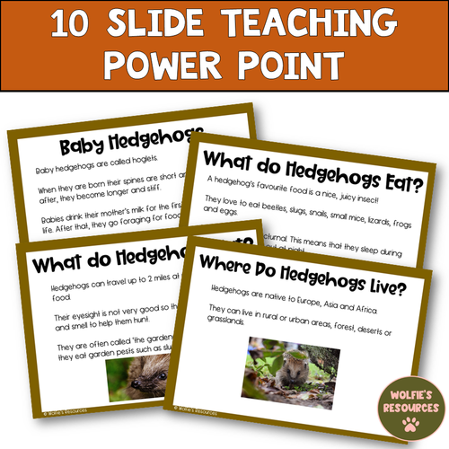 All about Hedgehogs | Teaching Resources