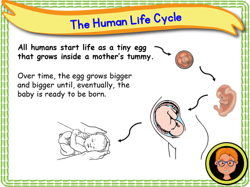 Human Life Cycle - KS1 | Teaching Resources