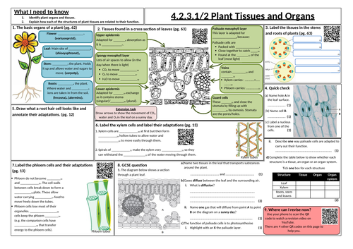Plant tissues and organs | Teaching Resources