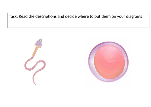 7Ba Animal Sexual Reproduction Exploring Science | Teaching Resources