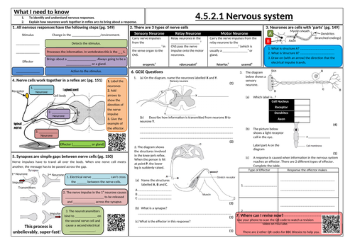 Human nervous system | Teaching Resources