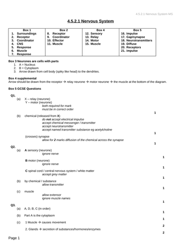 Human nervous system | Teaching Resources
