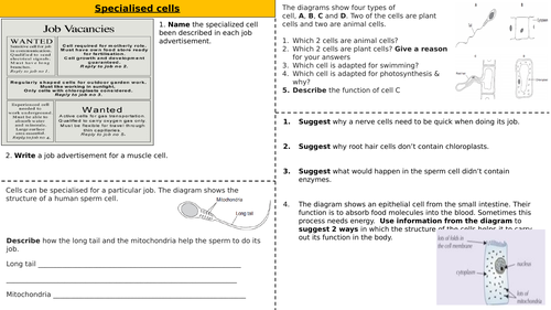 Specialised cells worksheet | Teaching Resources