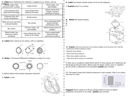 Blood Vessels - Structure & function - Worksheet | Teaching Resources