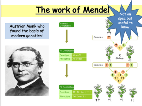 GCSE BIOLOGY - Genetic Inheritance - Inheritance in Action B6.4 ...