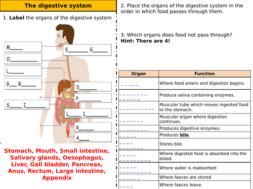 Digestive system - Worksheets - Higher & Foundation | Teaching Resources
