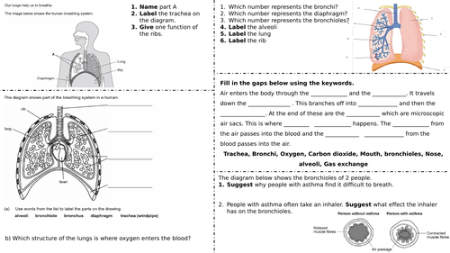 Structure of the lungs - Worksheet | Teaching Resources