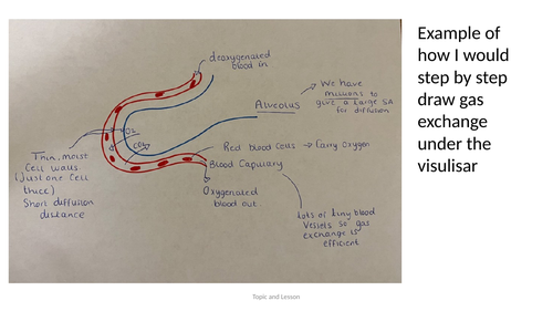 KS3 Respiratory system and gas exchange | Teaching Resources