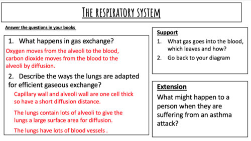KS3 Respiratory system and gas exchange | Teaching Resources