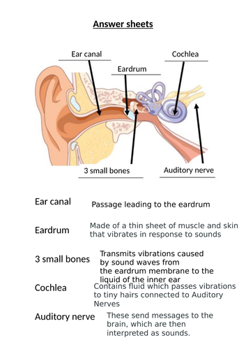 Complete lesson, KS3 physics, sound and hearing. | Teaching Resources
