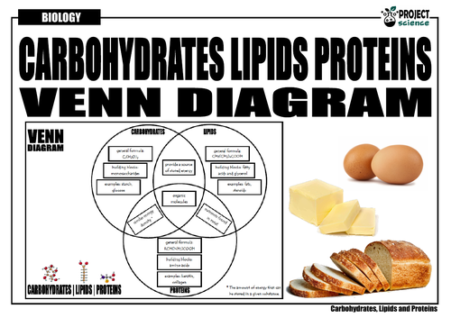 Carbs Lipids And Proteins Venn Diagram Carbohydrates, Lipids