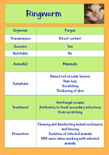 Animal Care: Ringworm Flashcard | Teaching Resources