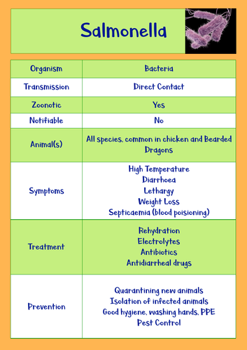 Animal Care: Salmonella Flashcard | Teaching Resources
